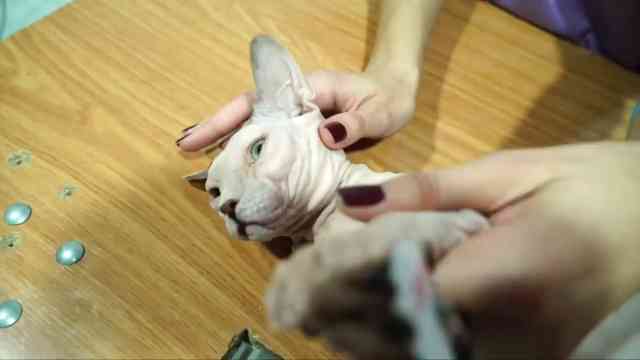 How a forgotten cat got a second chance