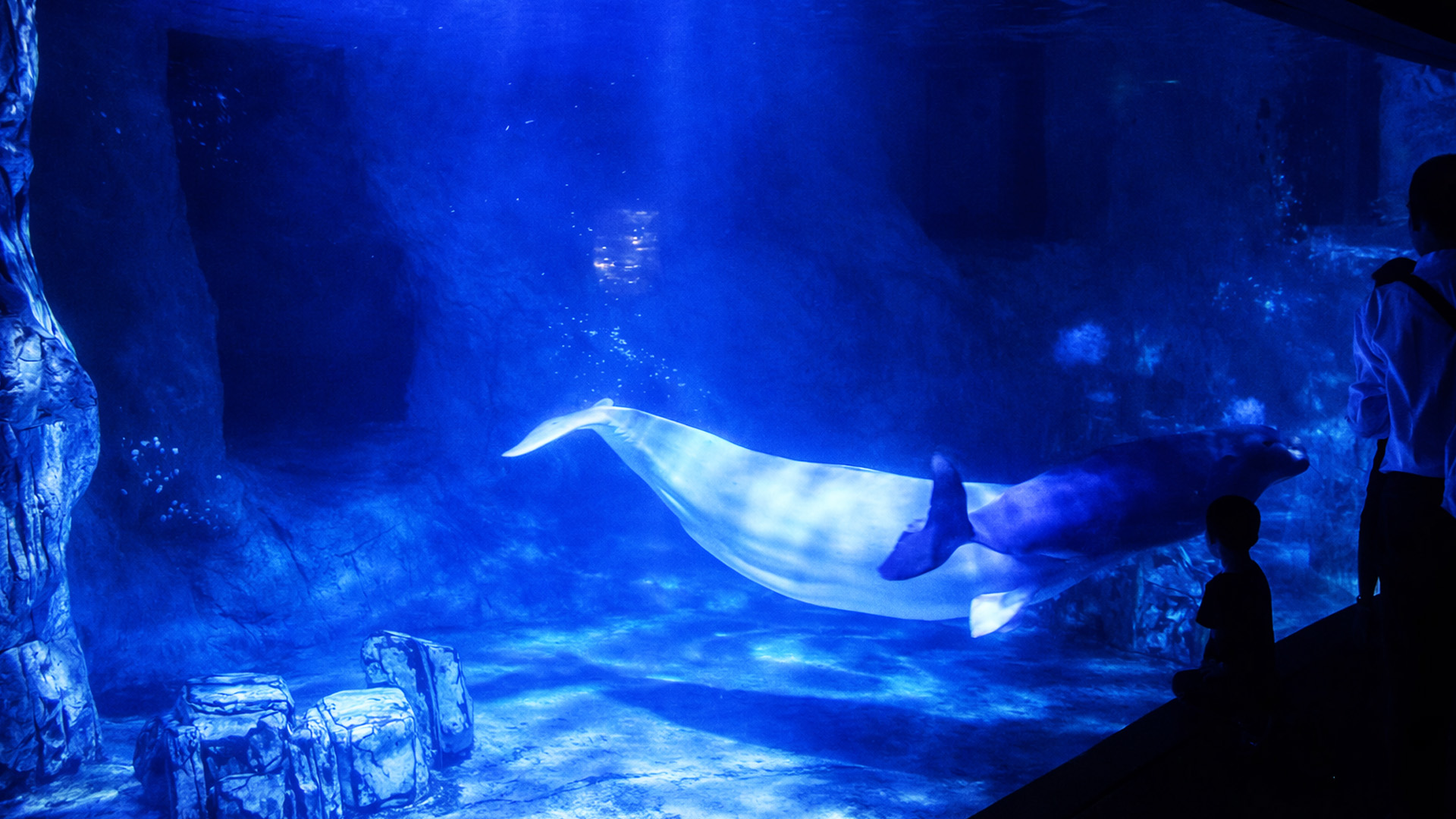 Inside the marine habitat at Oceanografic