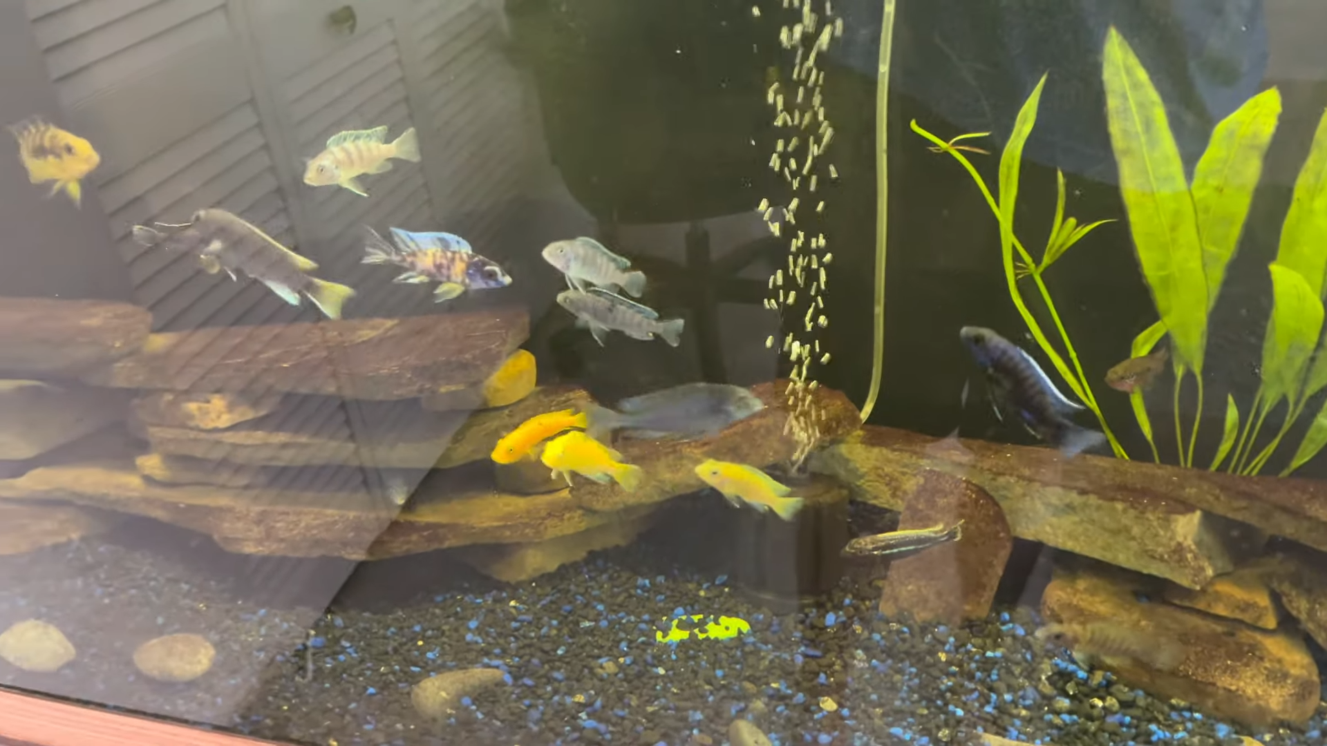What most people never see inside fish tanks