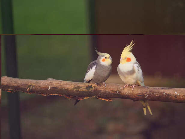 Talking bird breeds: Which birds can learn words?
