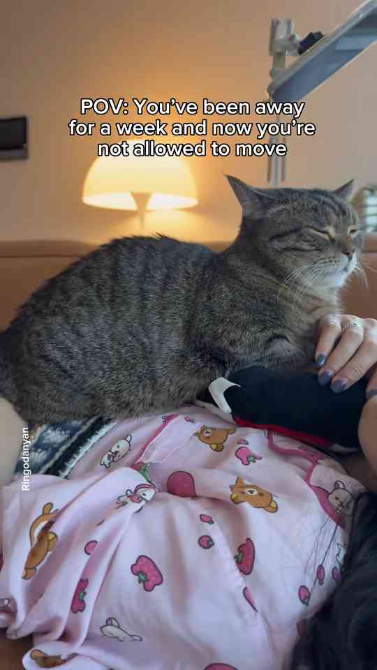 Can't get a moment alone with my clingy cat