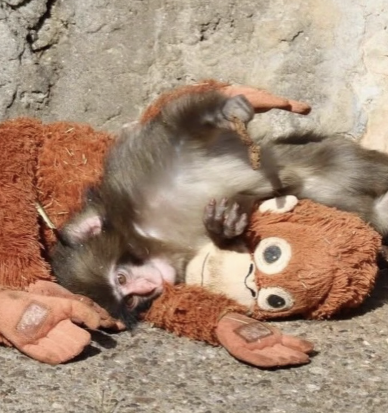 Story from a Japanese Zoo: This little baby macaque was abandoned by ...