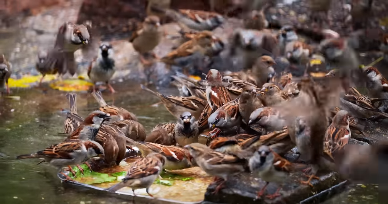 Watch what happened when China went to war with sparrows
