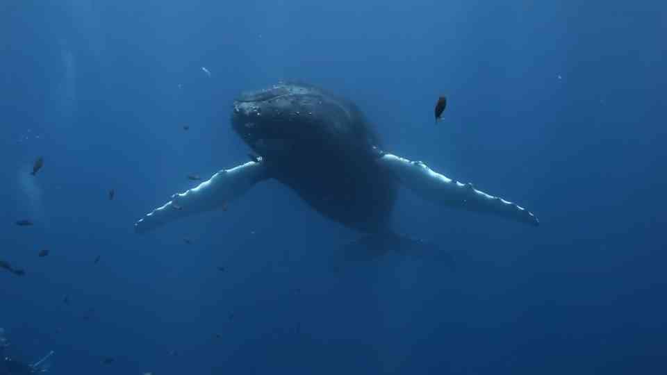 How do animals sleep underwater without sinking?