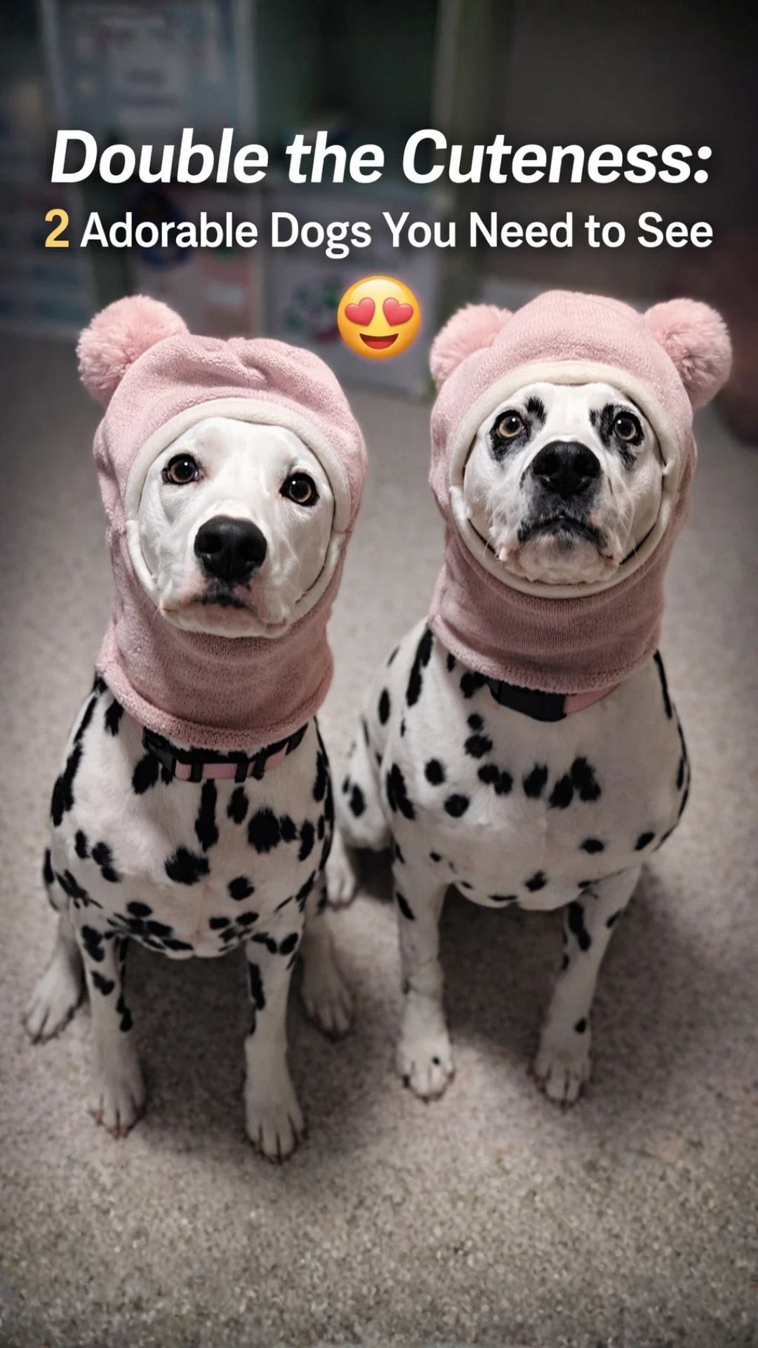 Double the cuteness: 2 adorable dogs you need to see