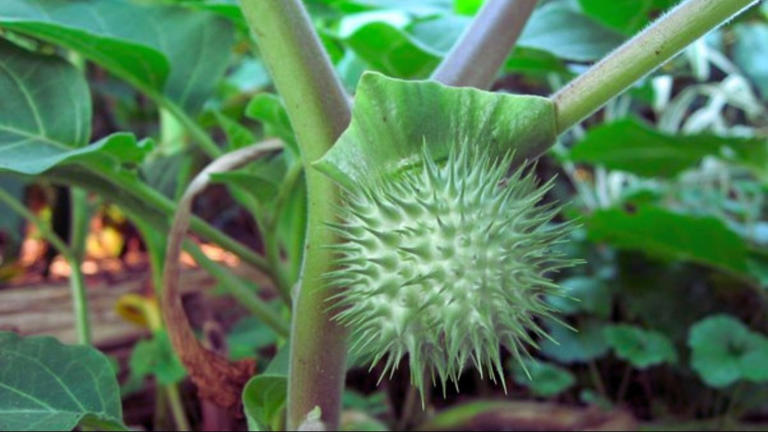Epstein files reveal zombie flower: A deadly plant and its dark theory