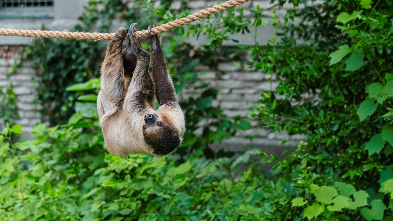 5 animals that spend most of their day doing nothing