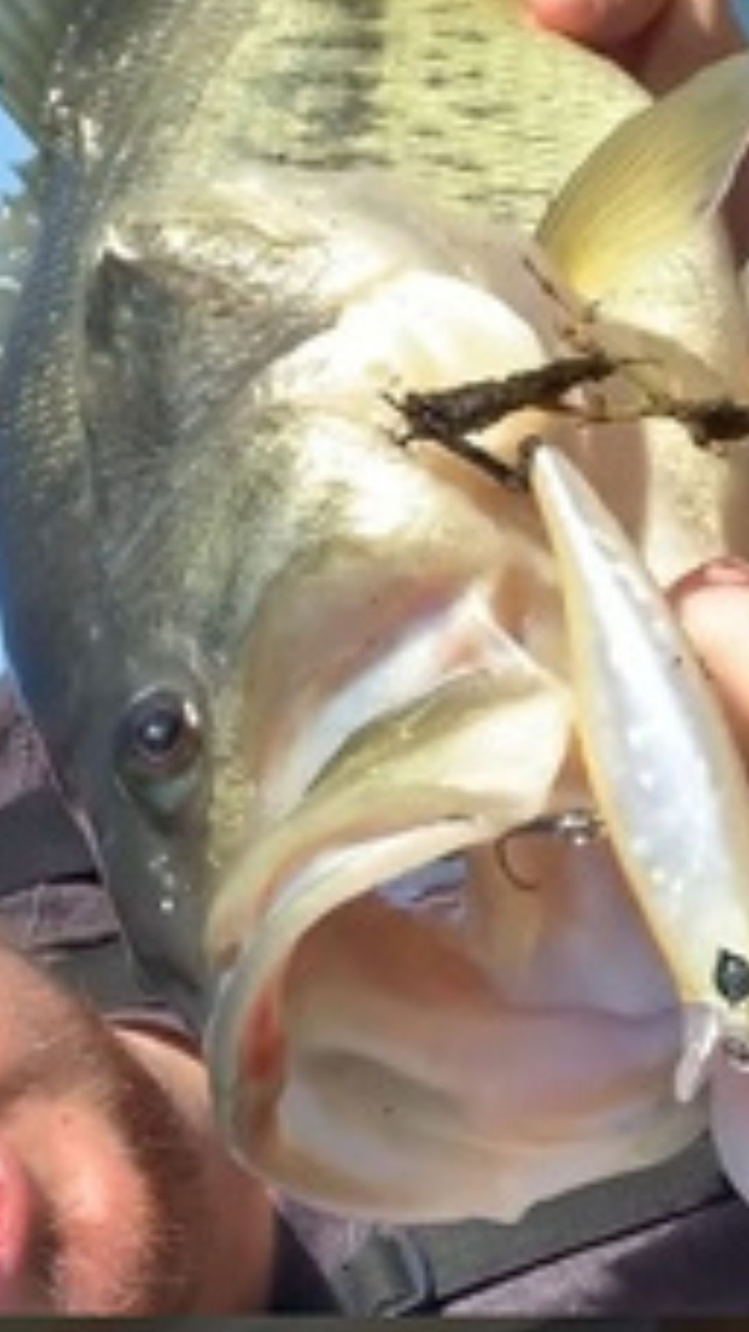 Catch giant bass in ponds with this lure