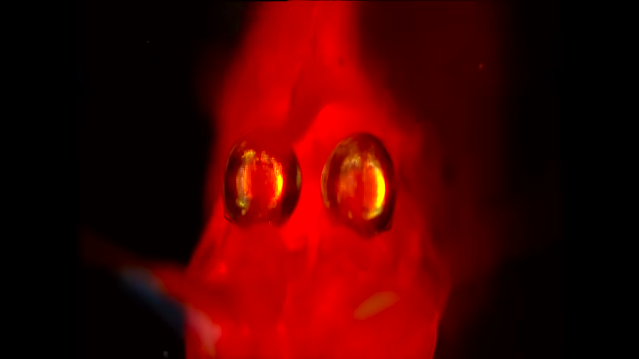 These animals are forged in darkness – ocean turns them into monsters