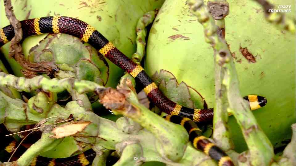How much can a snake swallow – the answer is disturbing