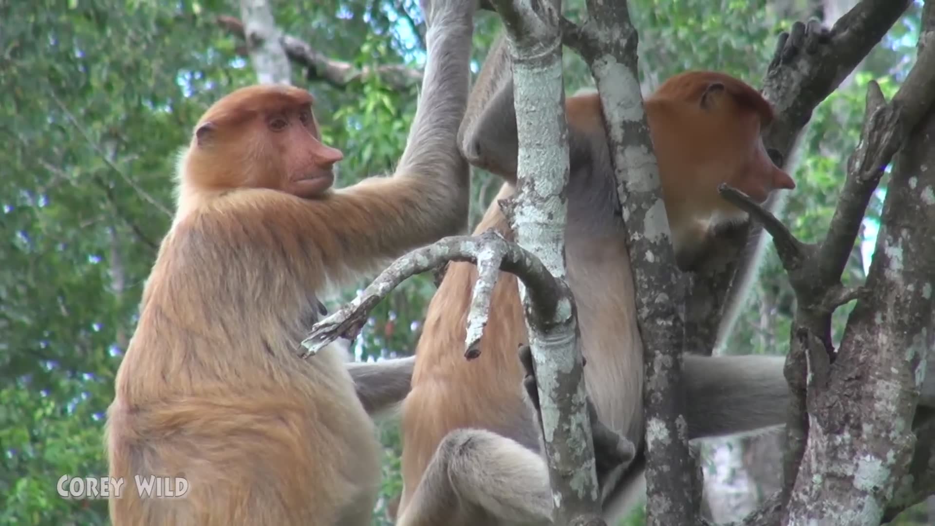 Hilarious compilation of monkey antics and entertaining primate behavior