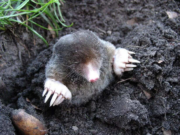 They look like nightmares but mean no harm: Animals that only appear scary