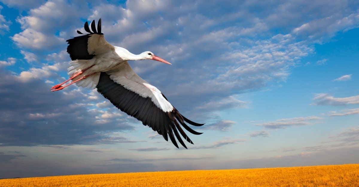 London is preparing for the return of the stork, missing since medieval ...