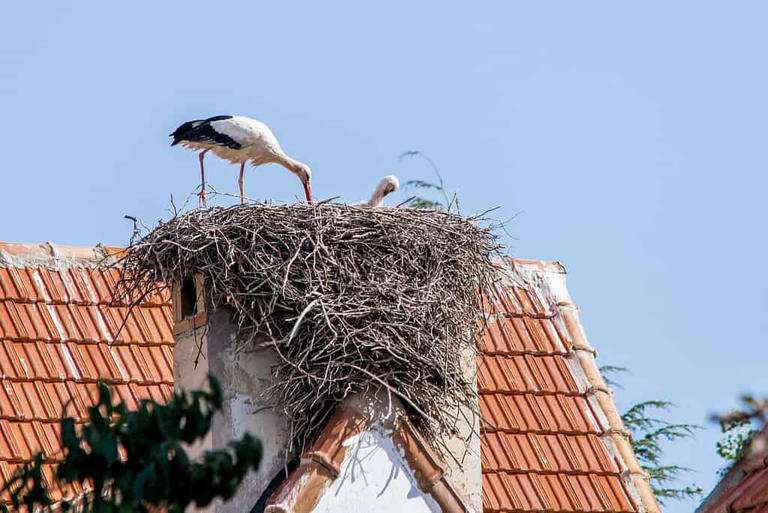 London is preparing for the return of the stork, missing since medieval ...