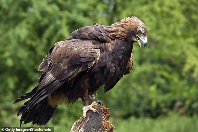 Proposed wind farm's 180-metre tall turbines could kill Scottish eagles ...