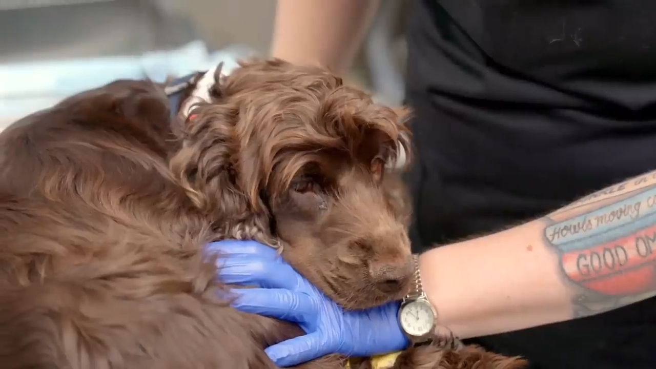 Why seconds matter with newborn puppies