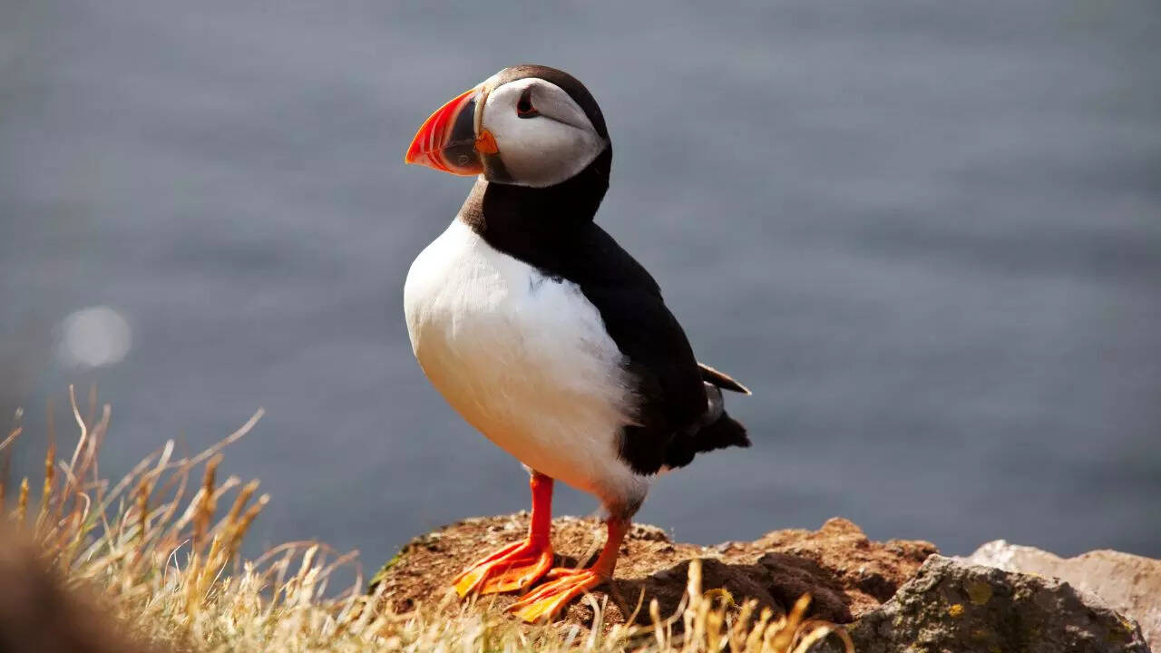 7 fascinating birds that can swim underwater like fish