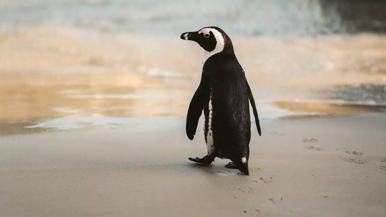 7 fascinating birds that can swim underwater like fish