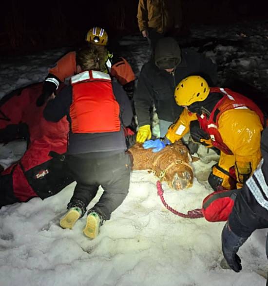 Horse's walkabout leads to rescue from icy and muddy Edinboro Lake