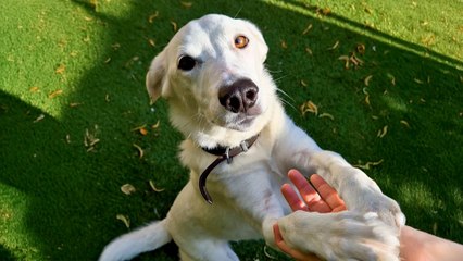 Couple teaches sign language to their rescue dog