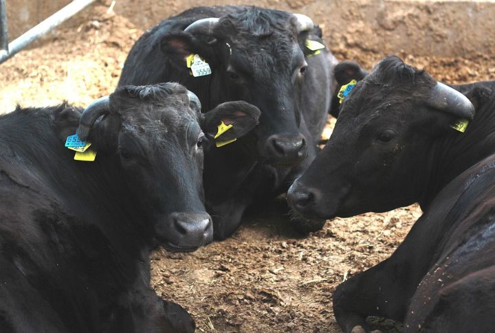 15 facts about wagyu beef savvy shoppers need to know