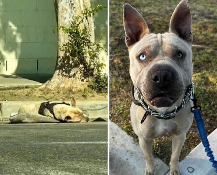 From surviving to living: 29 before & after pics of rescue dogs who ...
