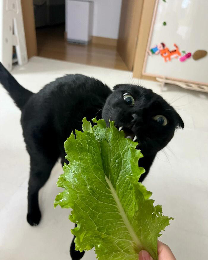 Say hello to MeonJi, the black cat whose adorable pics are spreading ...