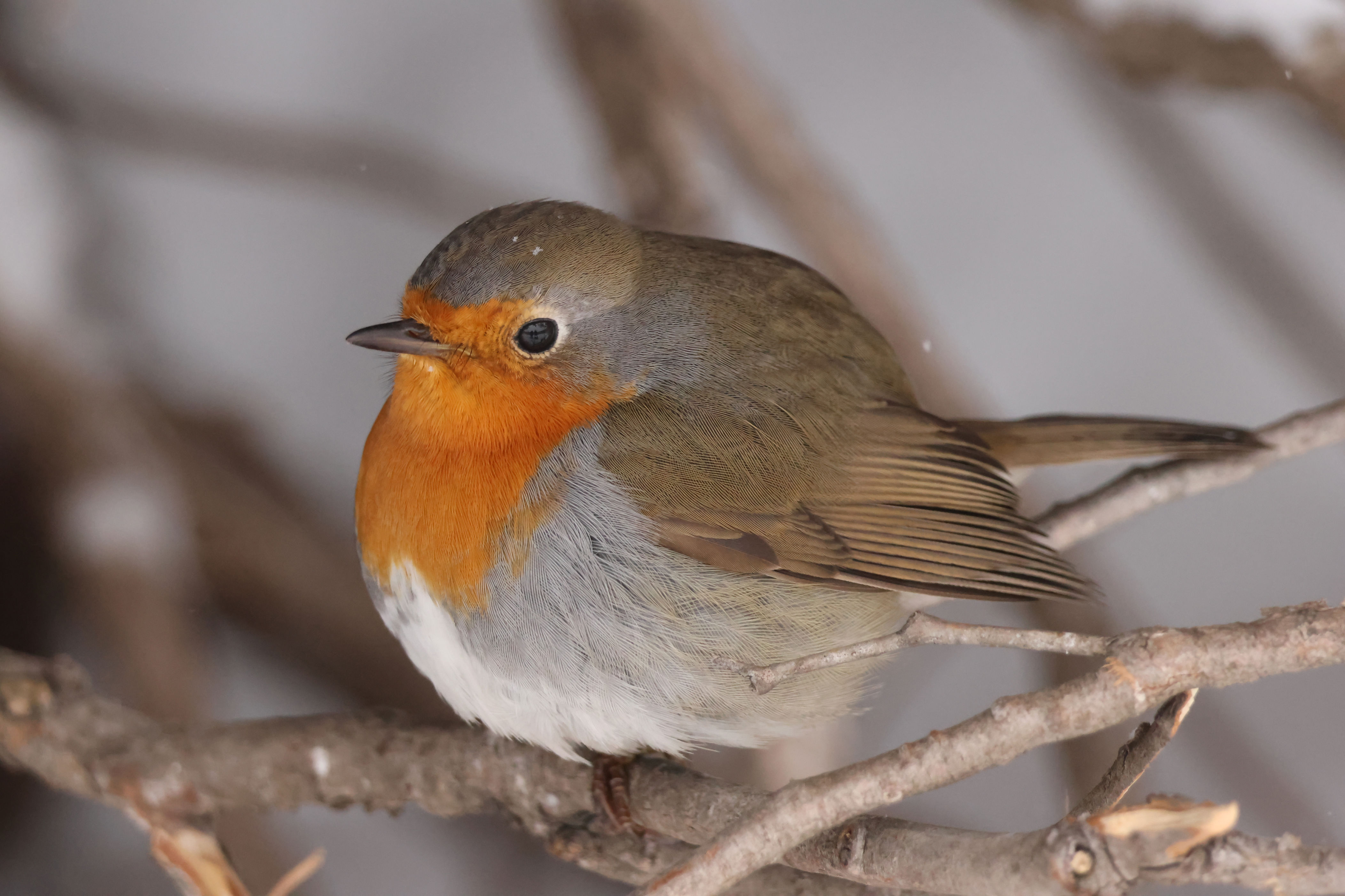 Bird watchers flock to Montreal to catch a glimpse of Canada's first ...