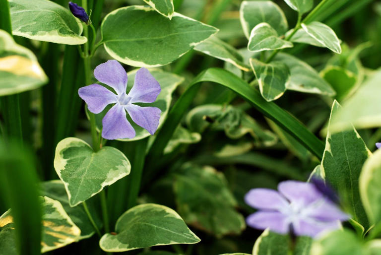 How to grow and care for variegated vinca vine—the easiest trailing ...