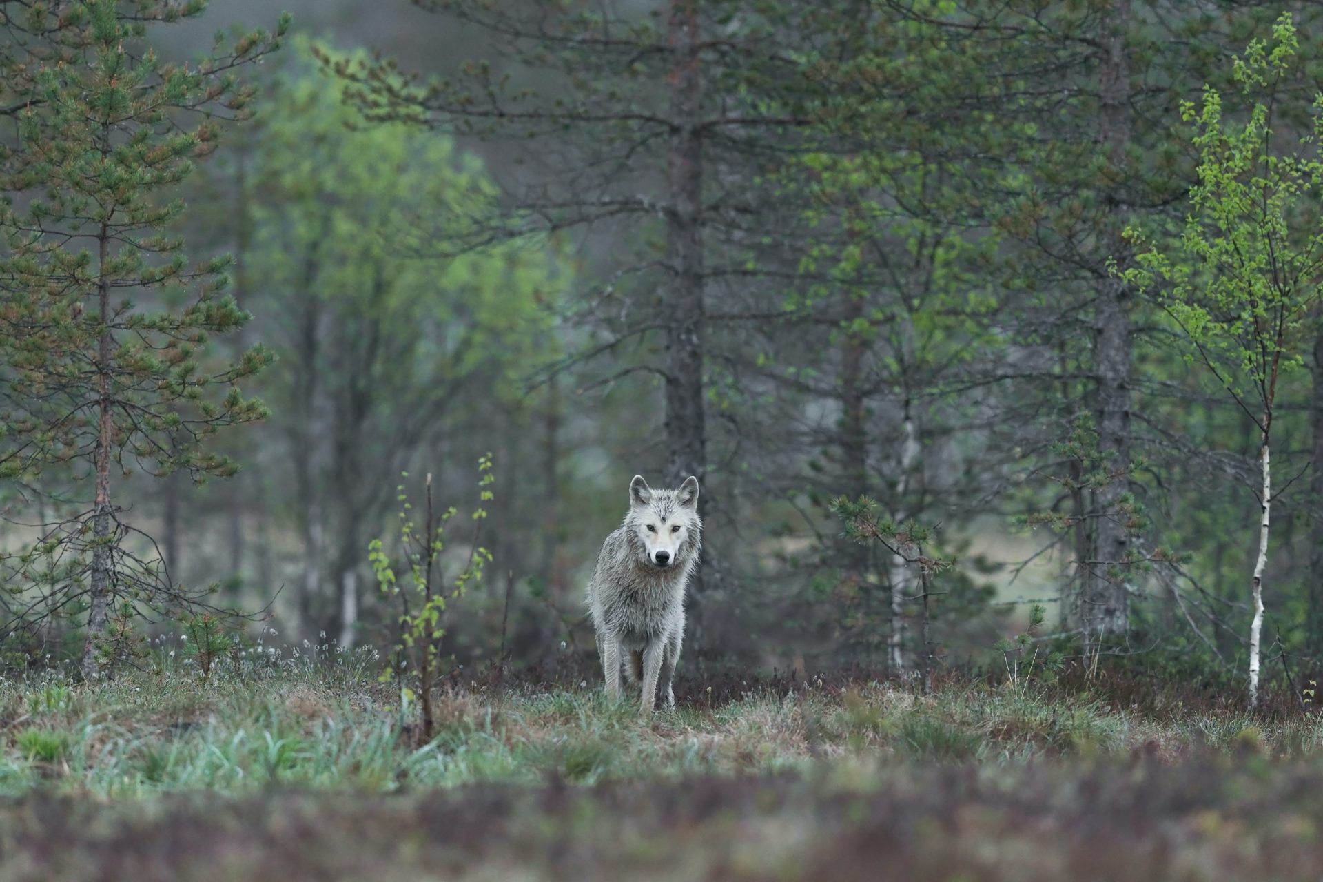 Les loups en Europe : espèce menaçante ou menacée?