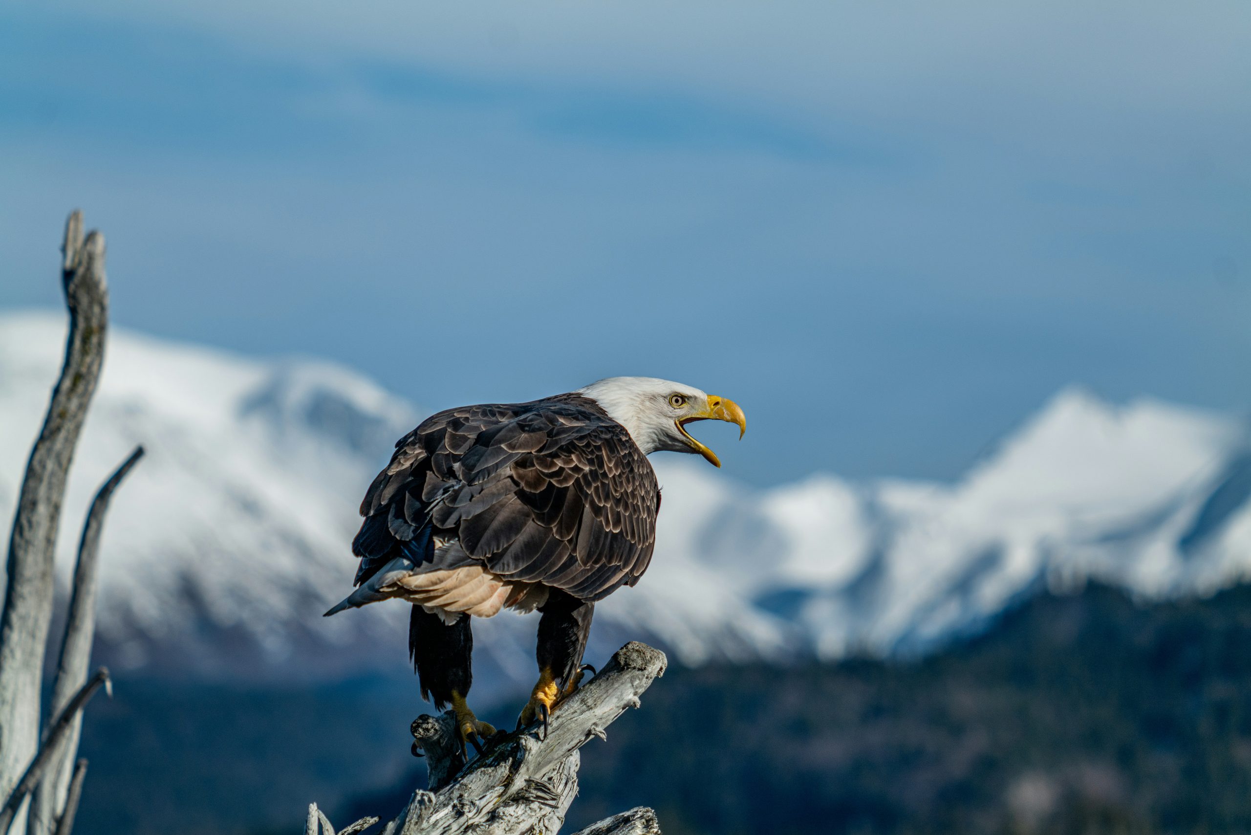 Best places to spot bald eagles without the crowds and common viewing ...