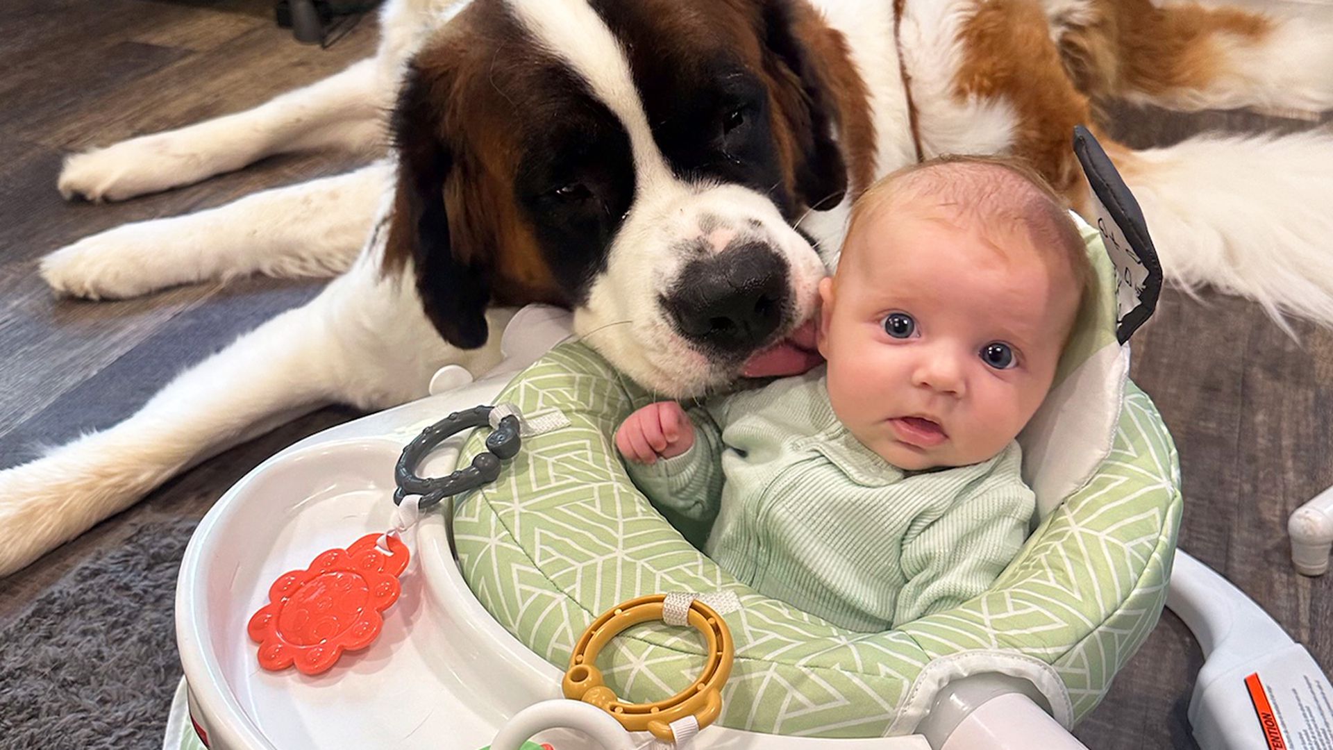 Watch this little girl growing up with two Saint Bernards