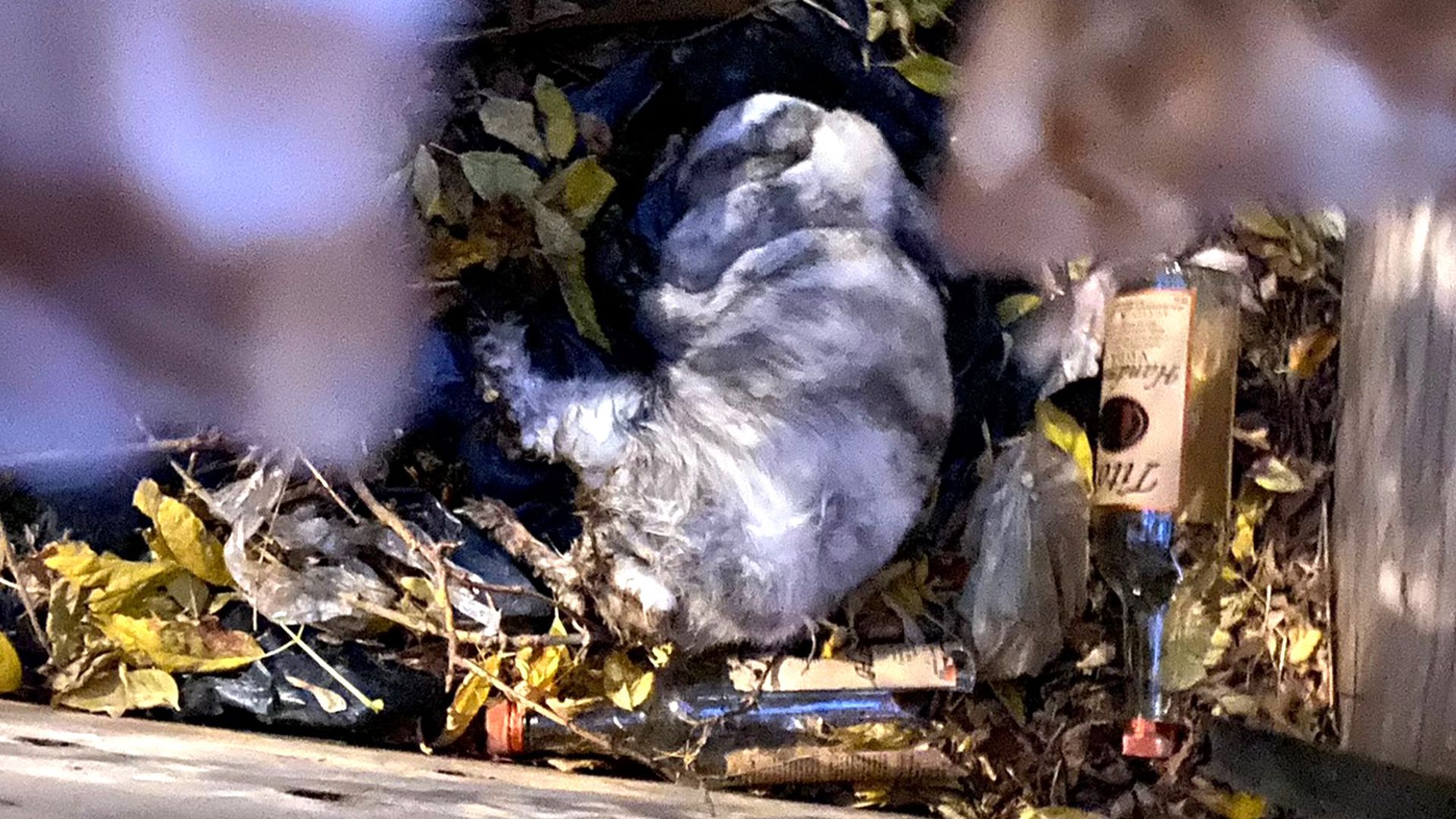 Woman finds still bunny in trash and stops everything to save him