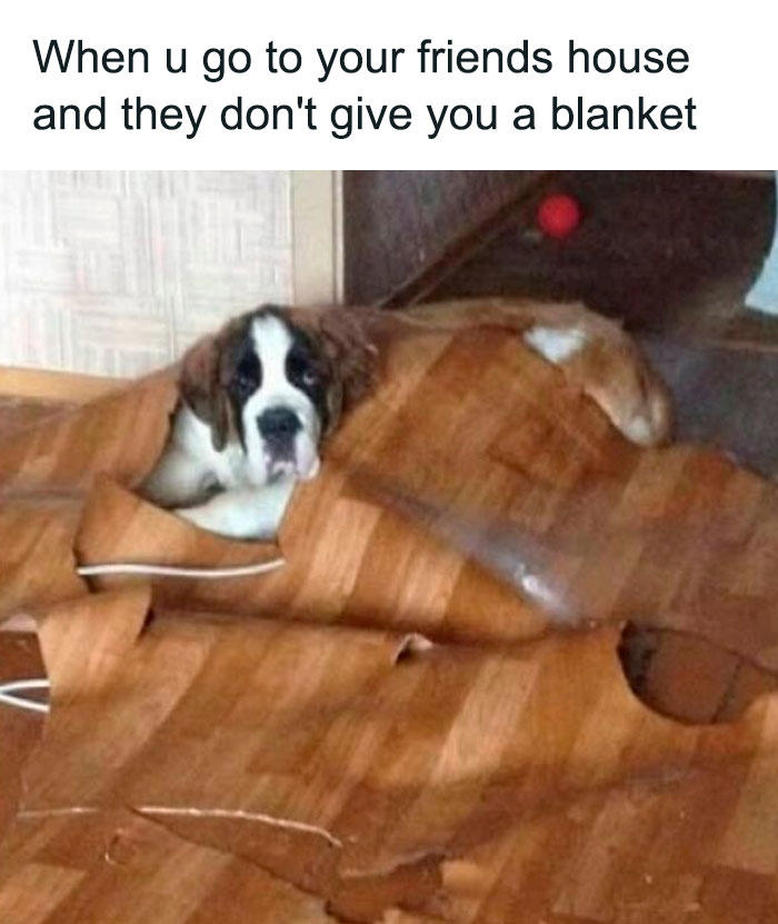 48 adorable dog memes to warm your heart and make you laugh