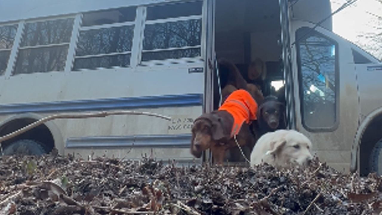 Pet bus exit mishaps go wrong