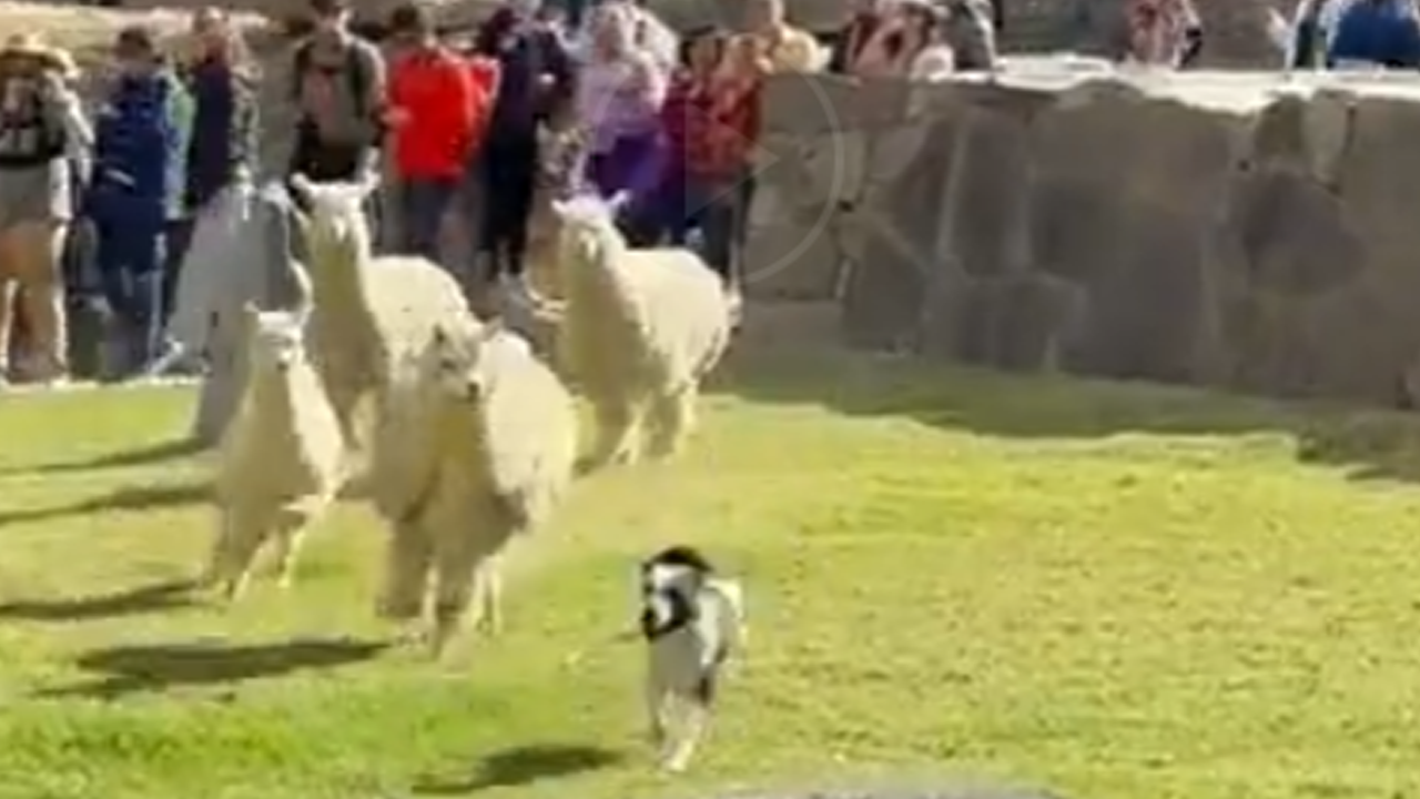 Dog’s first encounter with Peruvian llamas
