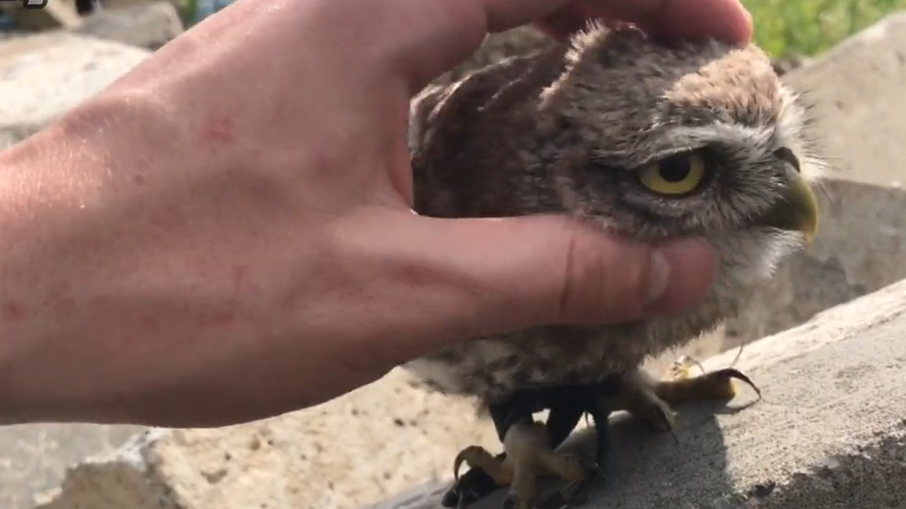 Owl enjoys calm human interaction