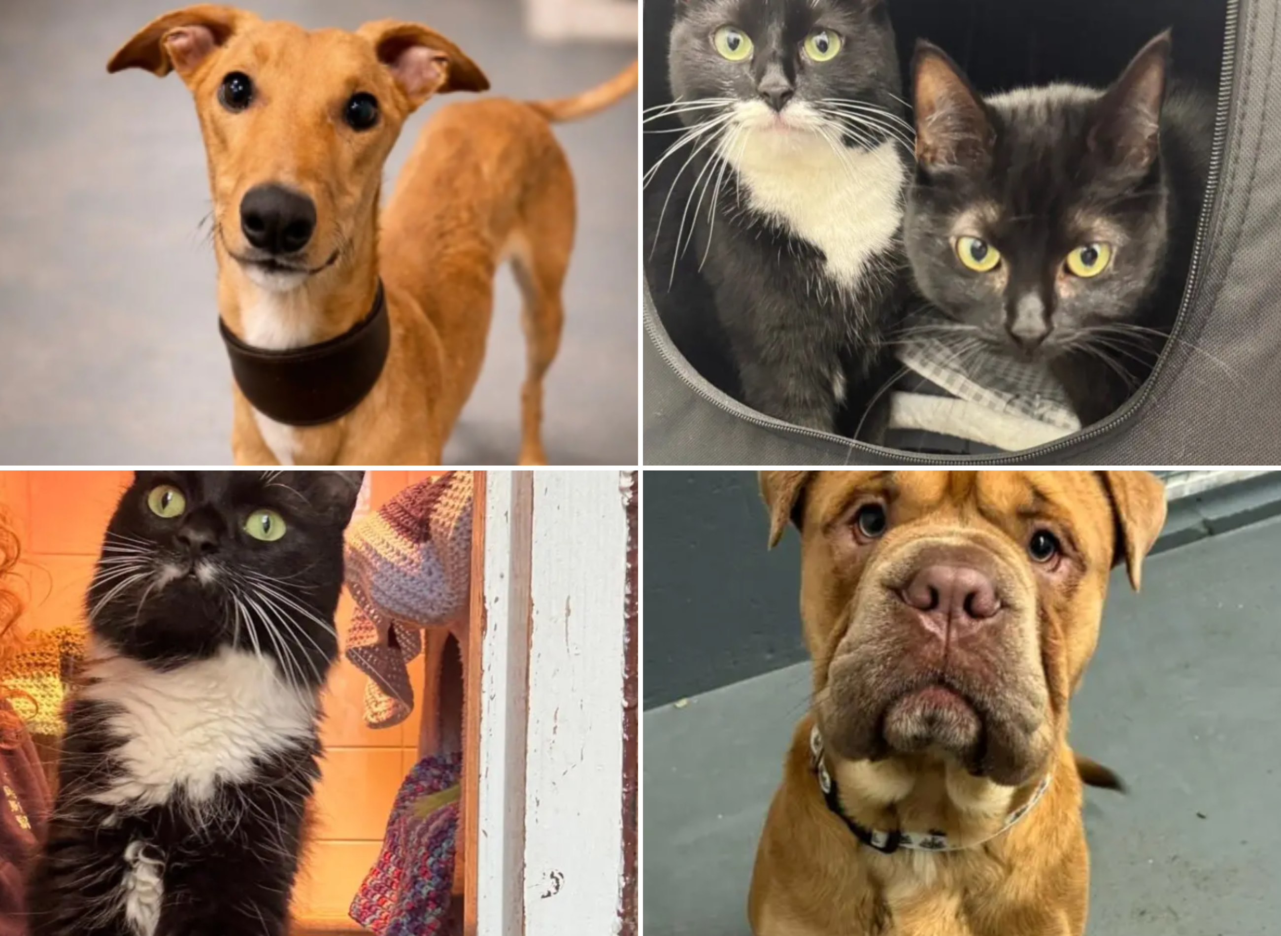 17 beautiful North East cats and dogs who are looking for forever homes