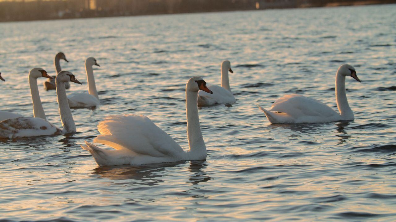 Orlando awaits end of avian flu outbreak as swan deaths halt