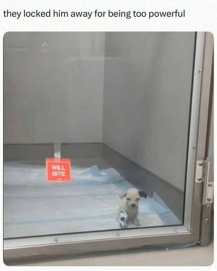 48 adorable dog memes to warm your heart and make you laugh