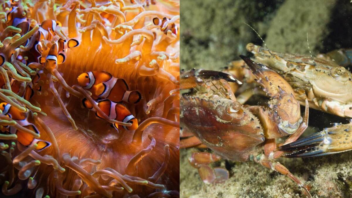 Unusual mating rituals of ocean creatures