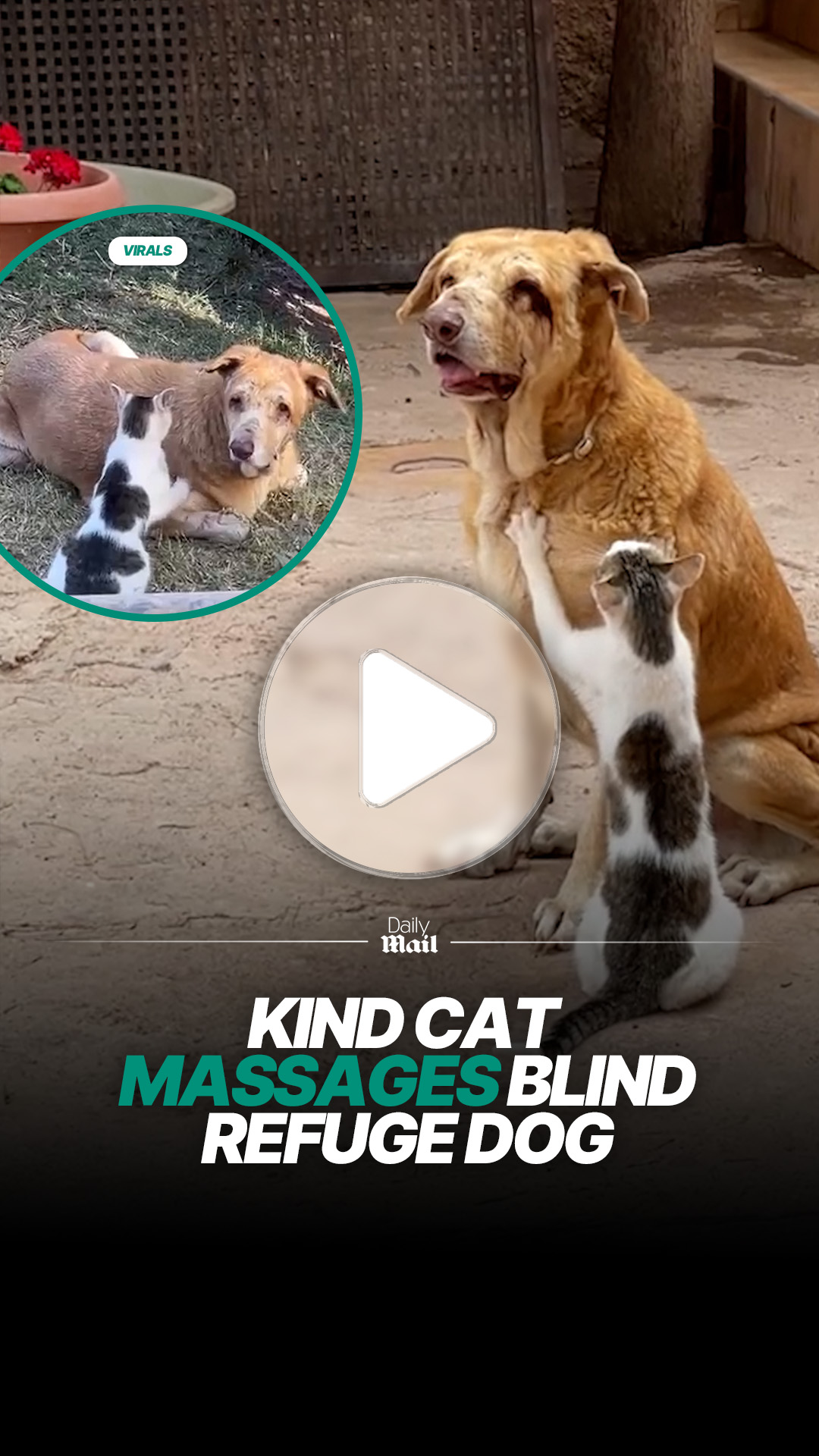 Cat gently comforts blind rescue dog