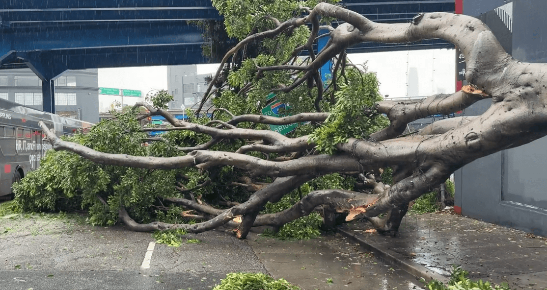 Bay Area storm problems: Downed tree in San Francisco, lightning strikes