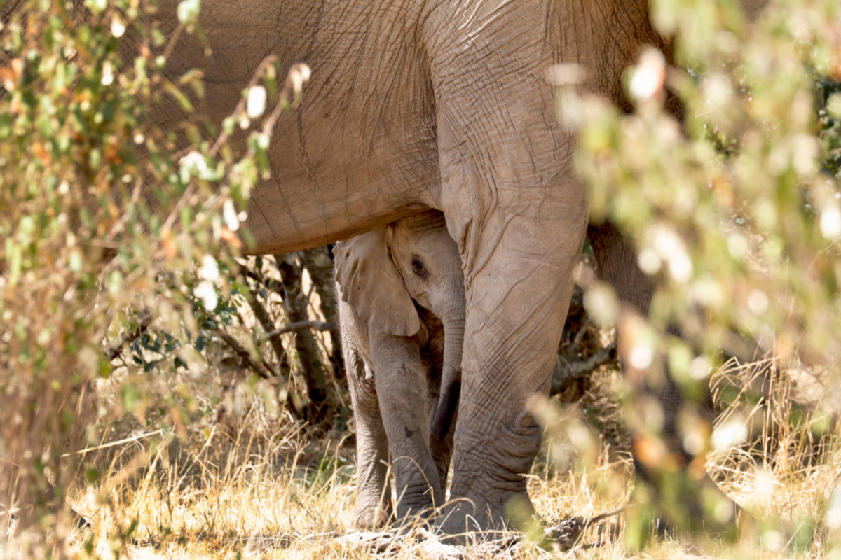 Baby elephant Tula hides behind mom when her aunt visits at Oregon Zoo