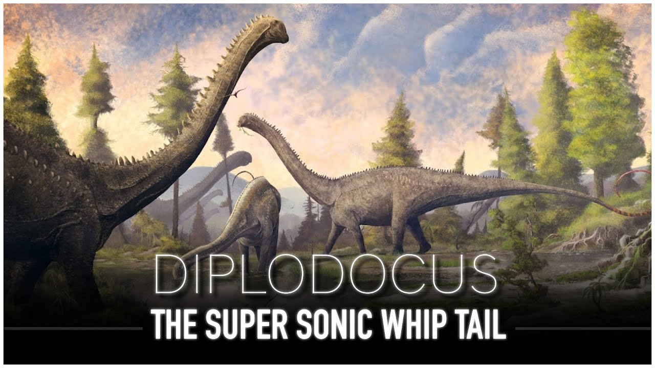 Diplodocus: The dinosaur with a sonic boom tail