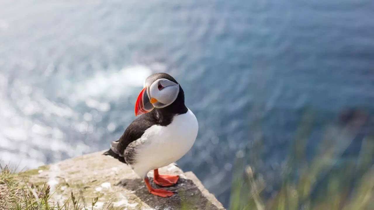7 fascinating birds that can swim underwater like fish