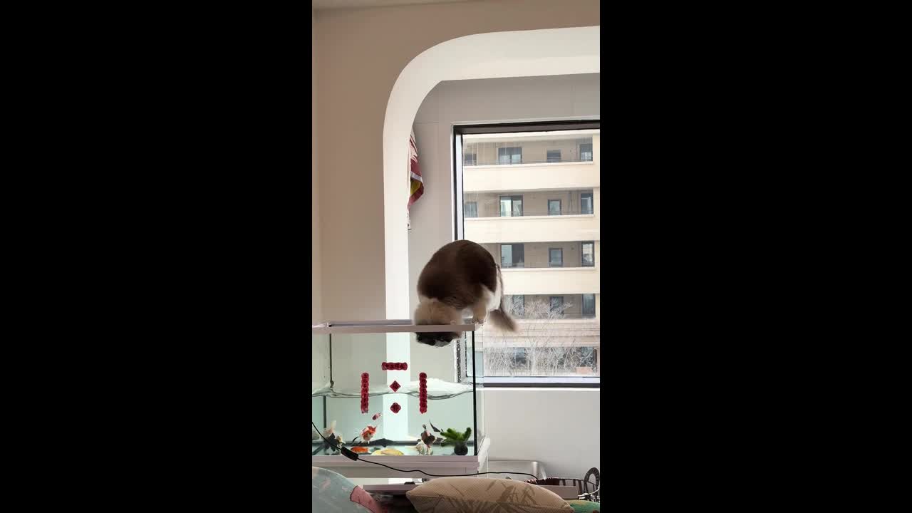 Cheeky pet cat caught trying to catch fish from top of tank
