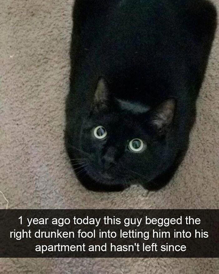 110 silly cats who are just out there living their lives