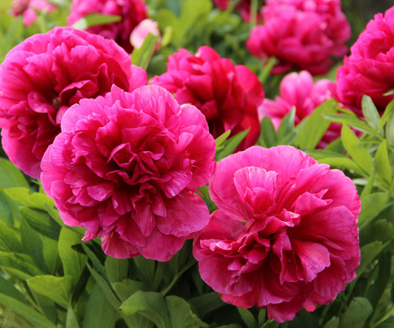 Think you don’t have space to grow peonies? Here’s how to cultivate ...
