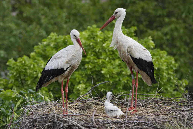 London is preparing for the return of the stork, missing since medieval ...